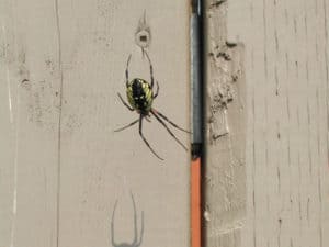 How To Keep Spiders Out of Garage